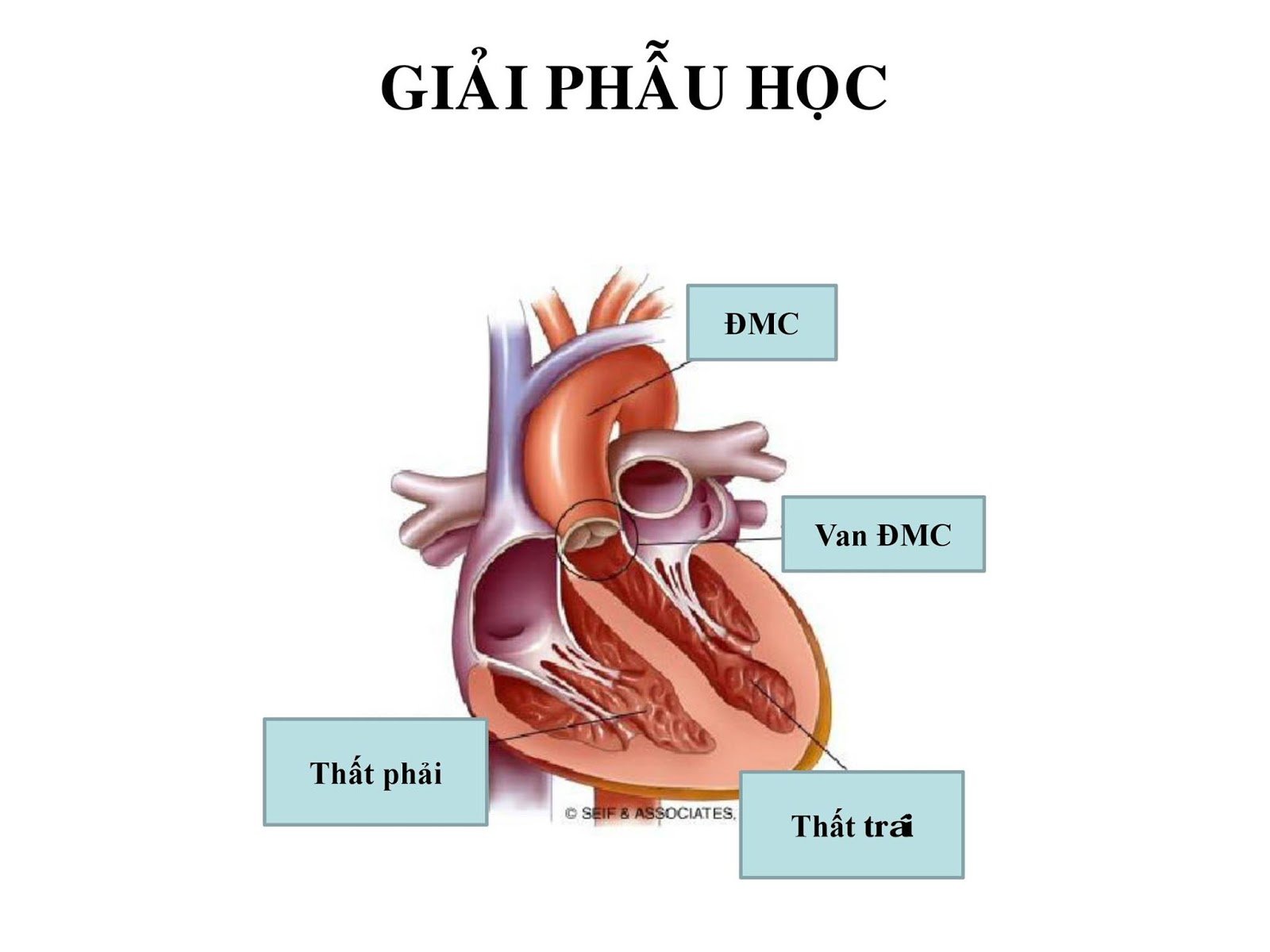 Hướng dẫn đọc điện tim mới nhất 2022